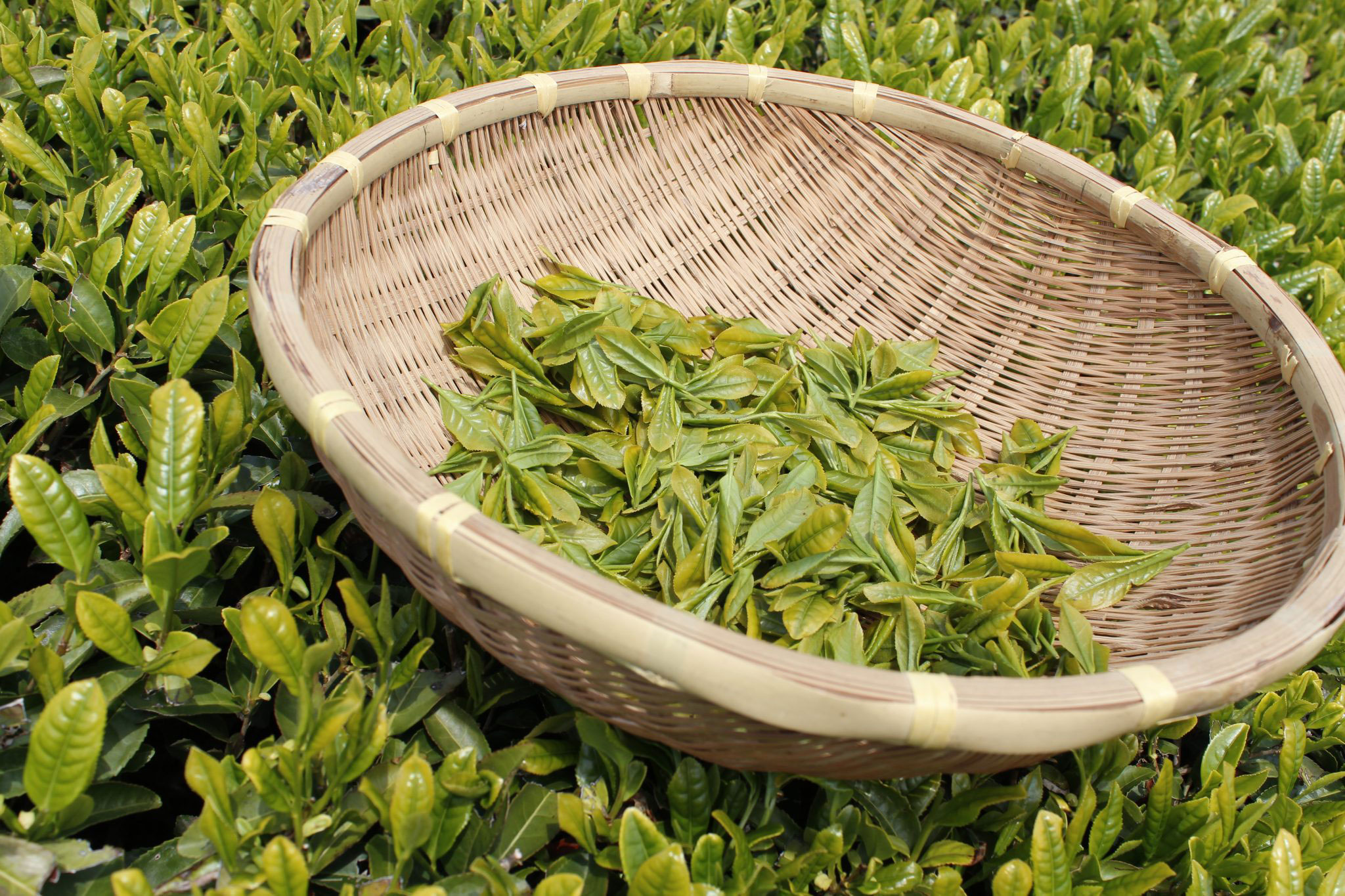 Where Do Tea Leaves Come From? Learn How Tea Grows - Zojirushi Food ...