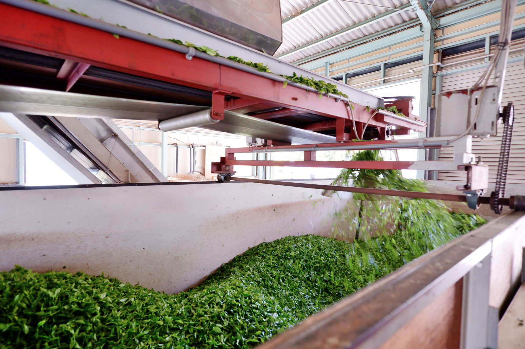Where Do Tea Leaves Come From? Learn How Tea Grows - Zojirushi Food ...