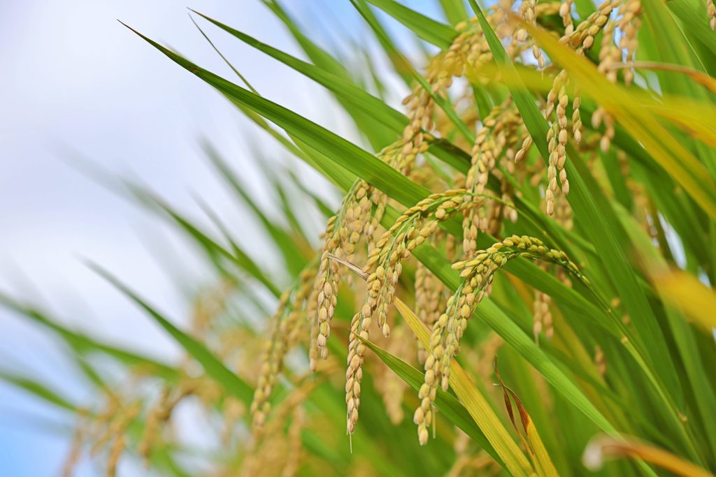 How Is Rice Grown? A Complete Guide - Zojirushi Food & Culture Blog