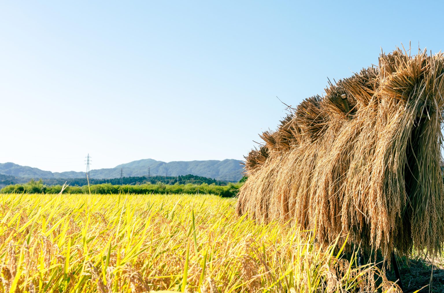 How Is Rice Grown? A Complete Guide - Zojirushi Food & Culture Blog