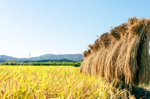 How Is Rice Grown? A Complete Guide | Zojirushi Blog