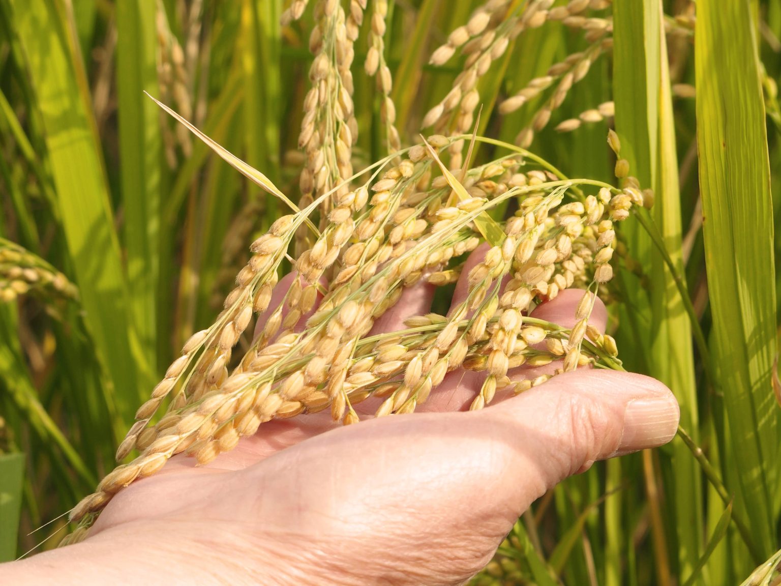 How Is Rice Grown? A Complete Guide - Zojirushi Food & Culture Blog