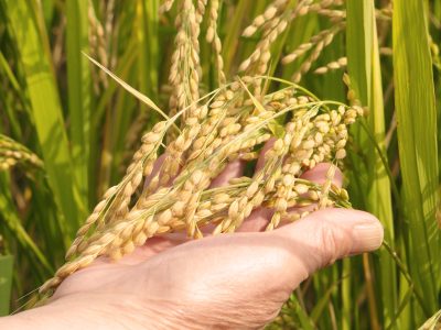 How Is Rice Grown? A Complete Guide - Zojirushi Food & Culture Blog