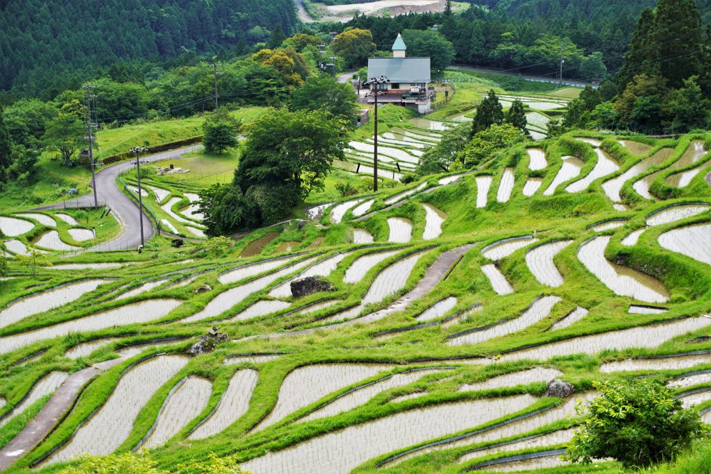 How Is Rice Grown? A Complete Guide - Zojirushi Food & Culture Blog